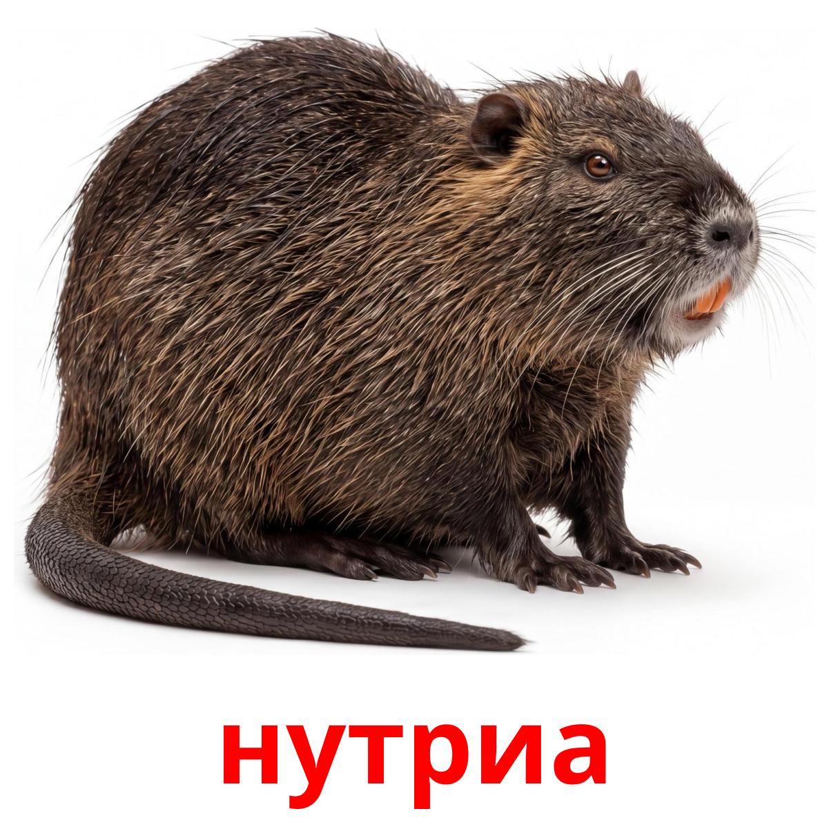 16 Printable Farm animals Flashcards in Macedonian (Free PDF)