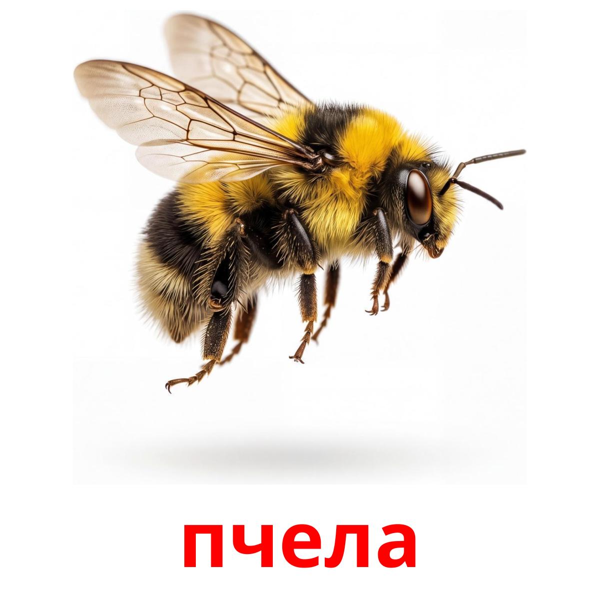 16 Printable Farm animals Flashcards in Macedonian (Free PDF)