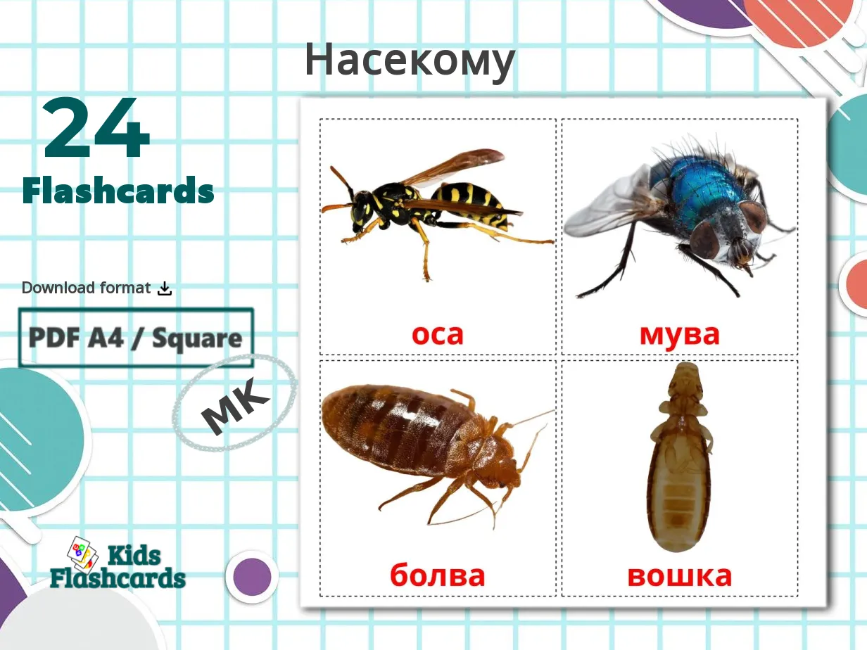 24 Printable Insects Flashcards in Macedonian (Free PDF)
