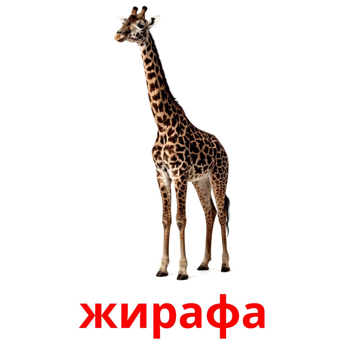22 Printable Jungle animals Flashcards in Macedonian (Free PDF)