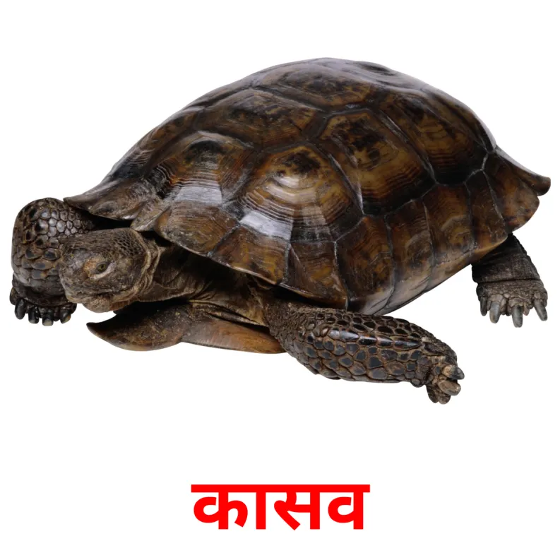 10 FREE Domestic animals Flashcards | PDF | Marathi Words