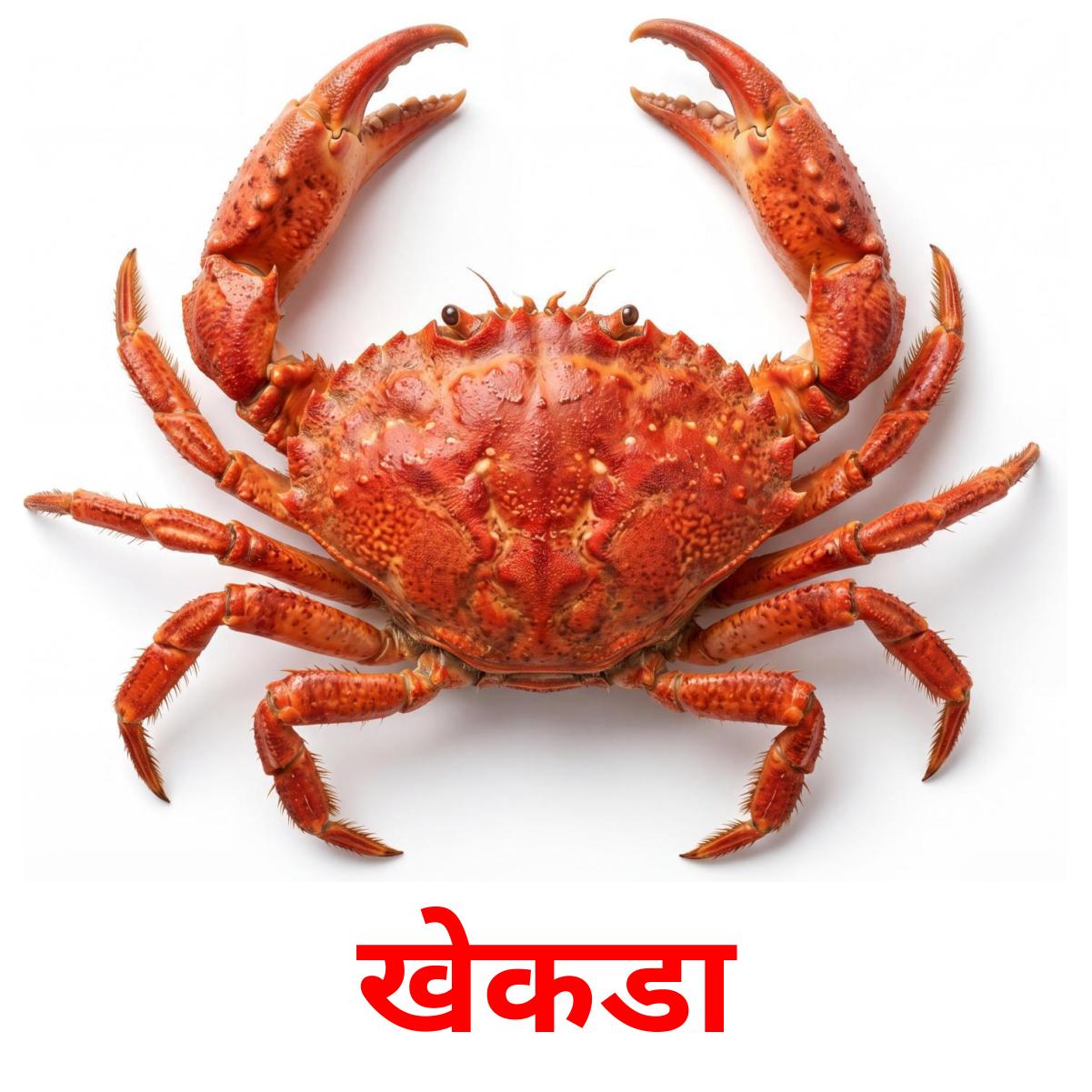 30 Printable Sea animals Flashcards in Marathi (Free PDF)