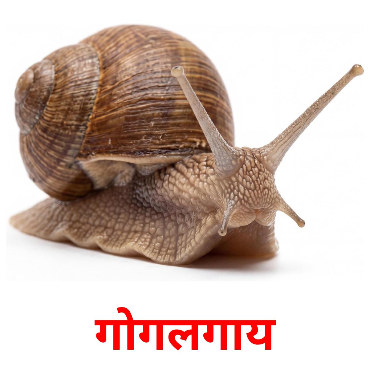 30 Printable Sea animals Flashcards in Marathi (Free PDF)