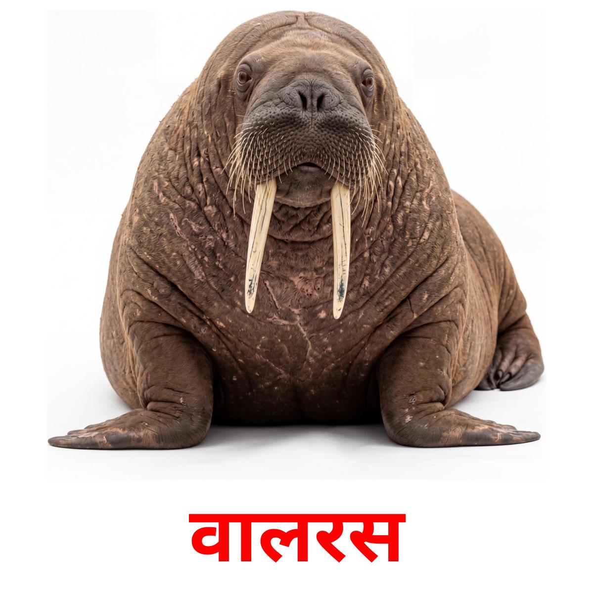 30 Printable Sea animals Flashcards in Marathi (Free PDF)