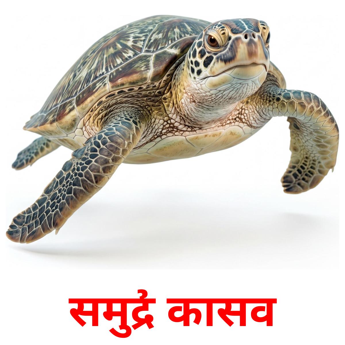 30 Printable Sea animals Flashcards in Marathi (Free PDF)
