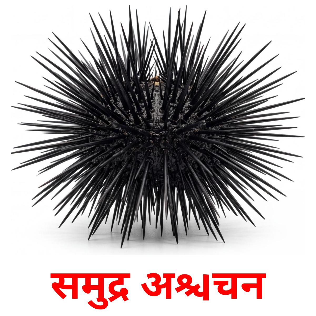 30 Printable Sea animals Flashcards in Marathi (Free PDF)