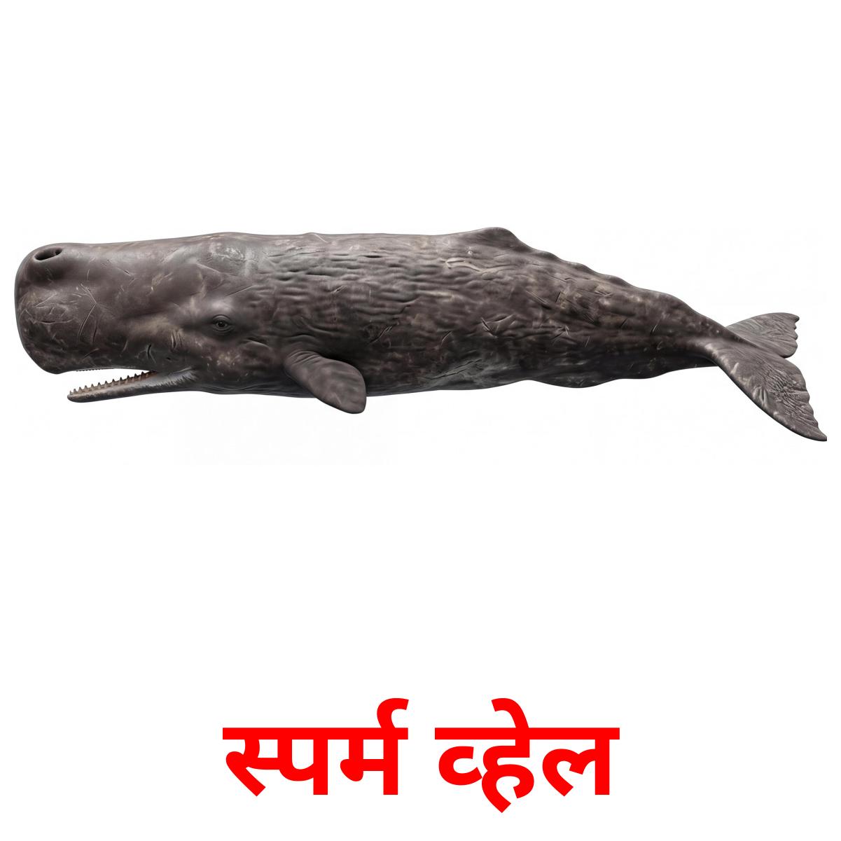 30 Printable Sea animals Flashcards in Marathi (Free PDF)
