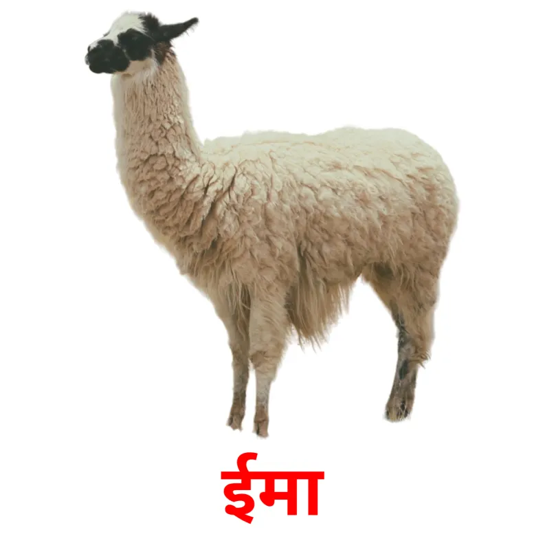 46 FREE Animals Flashcards in Marathi | 4 Printable PDFs