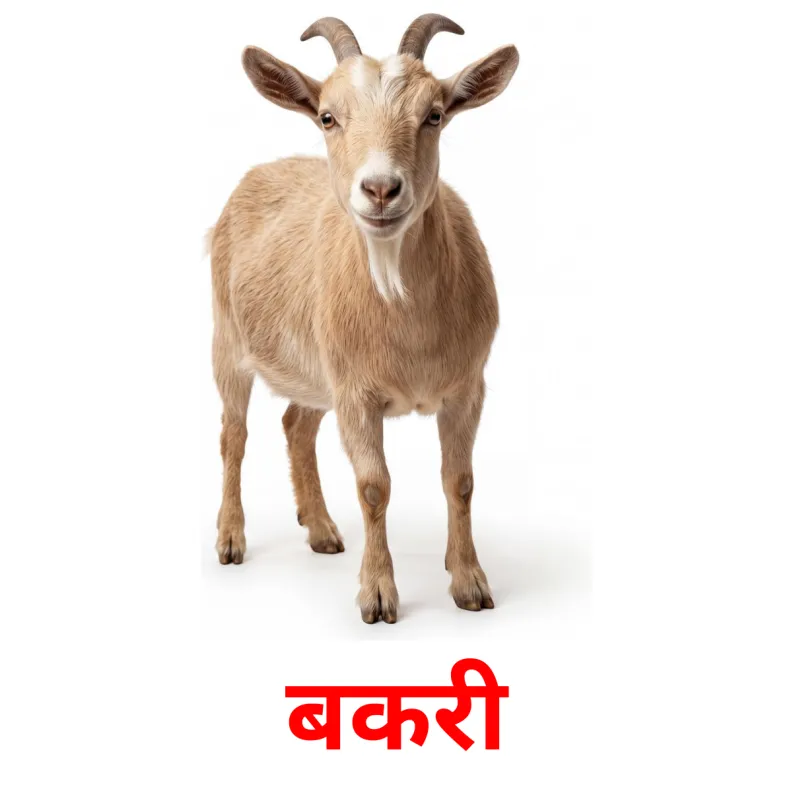15 FREE Farm animals Flashcards | PDF | Marathi Words