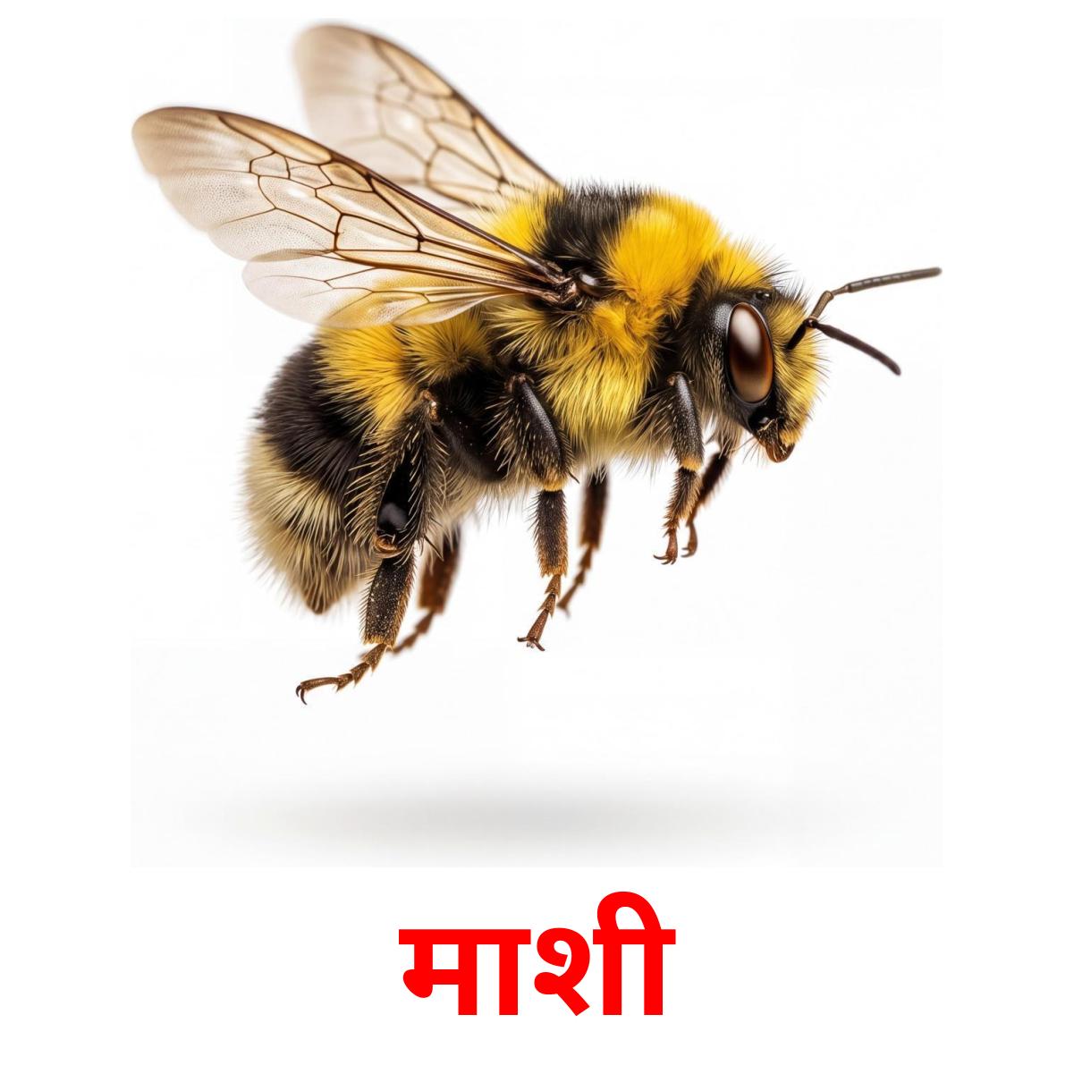 16 Printable Farm animals Flashcards in Marathi (Free PDF)