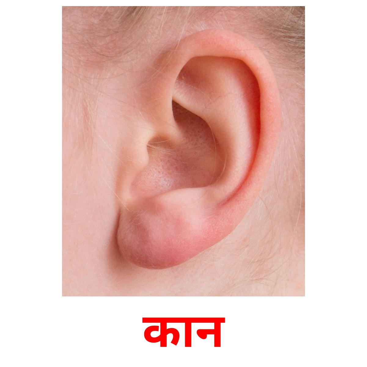 20 FREE Face Flashcards | PDF | Marathi Words