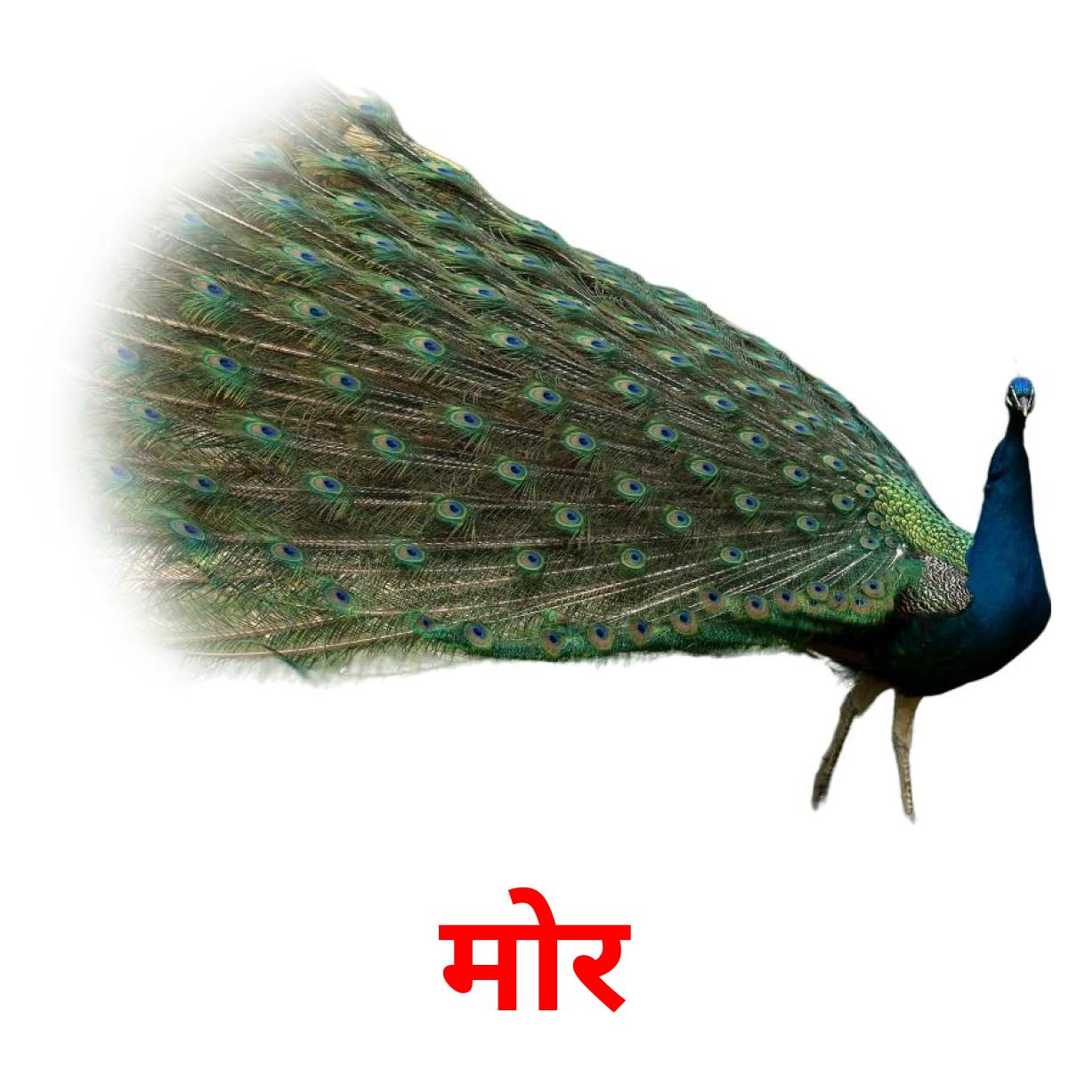 12 Printable Farm birds Flashcards in Marathi (Free PDF)