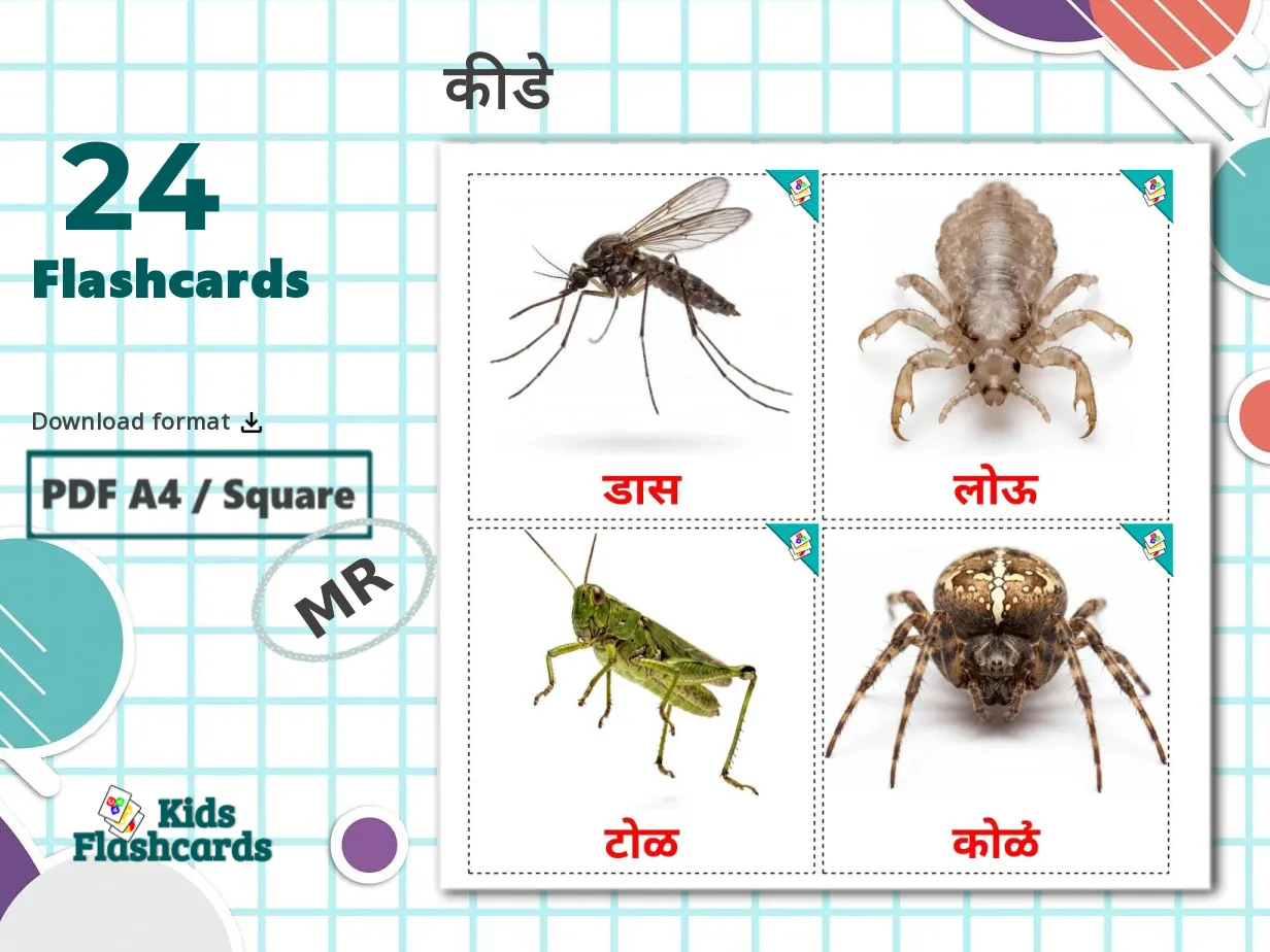 24 Printable Insects Flashcards in Marathi (Free PDF)