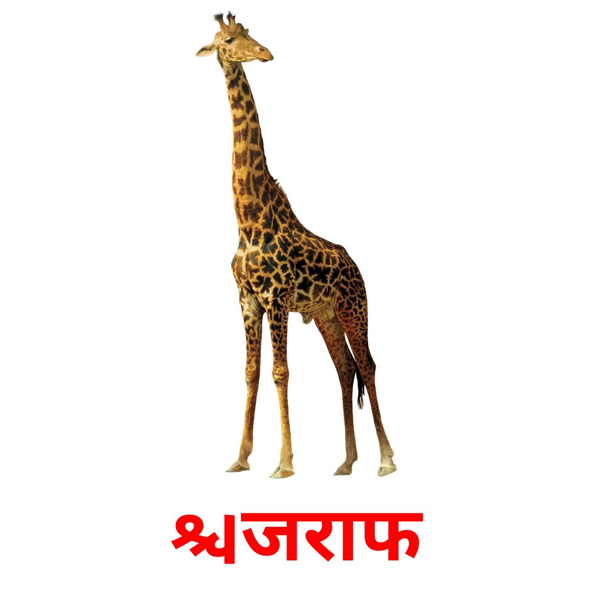22 Printable Jungle animals Flashcards in Marathi (Free PDF)