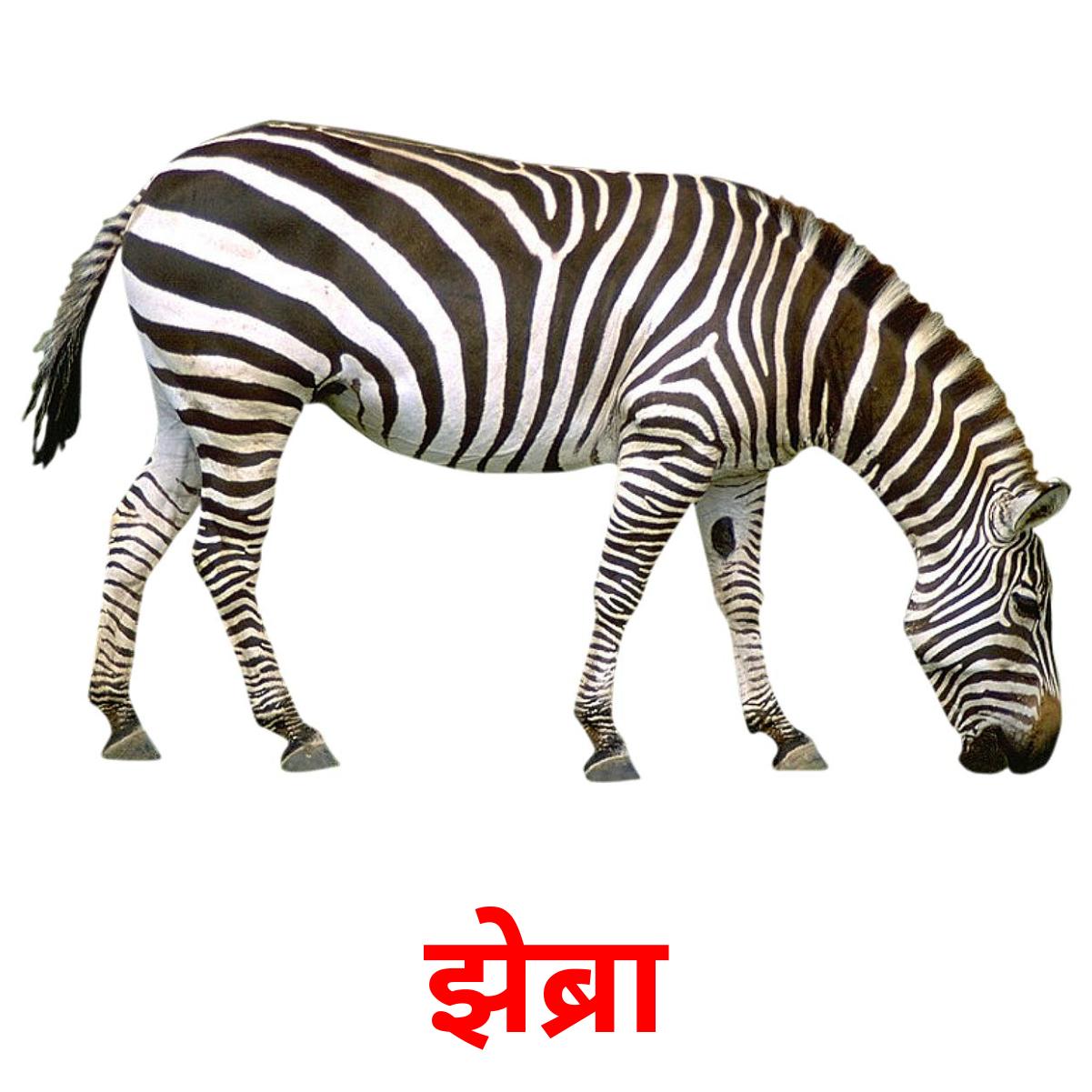 22 Printable Jungle animals Flashcards in Marathi (Free PDF)