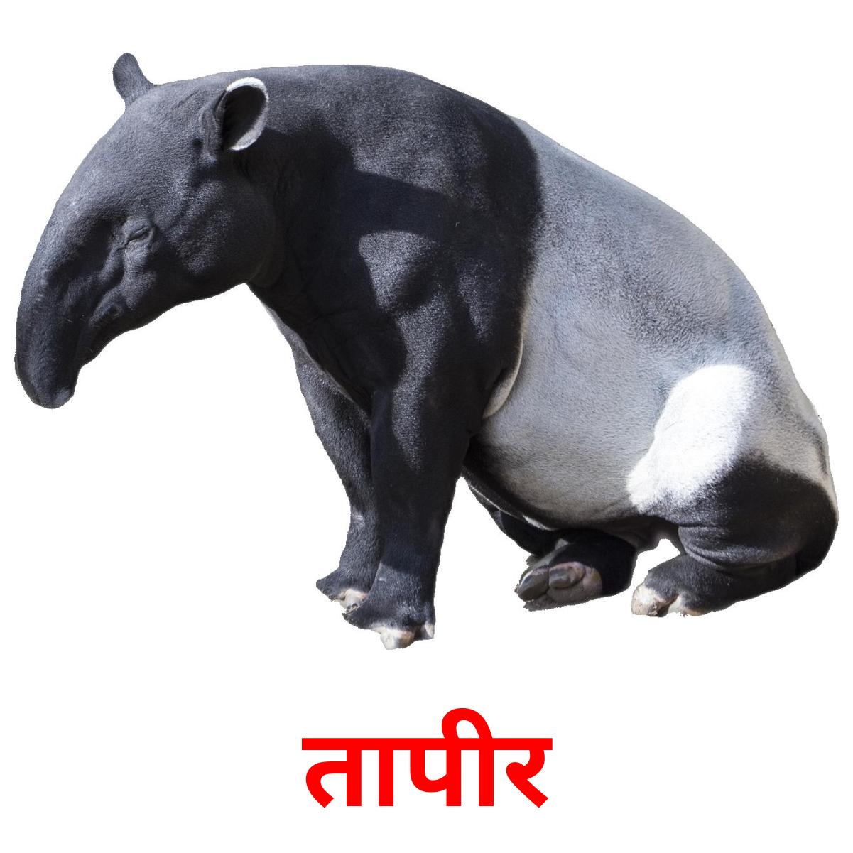22 Printable Jungle animals Flashcards in Marathi (Free PDF)