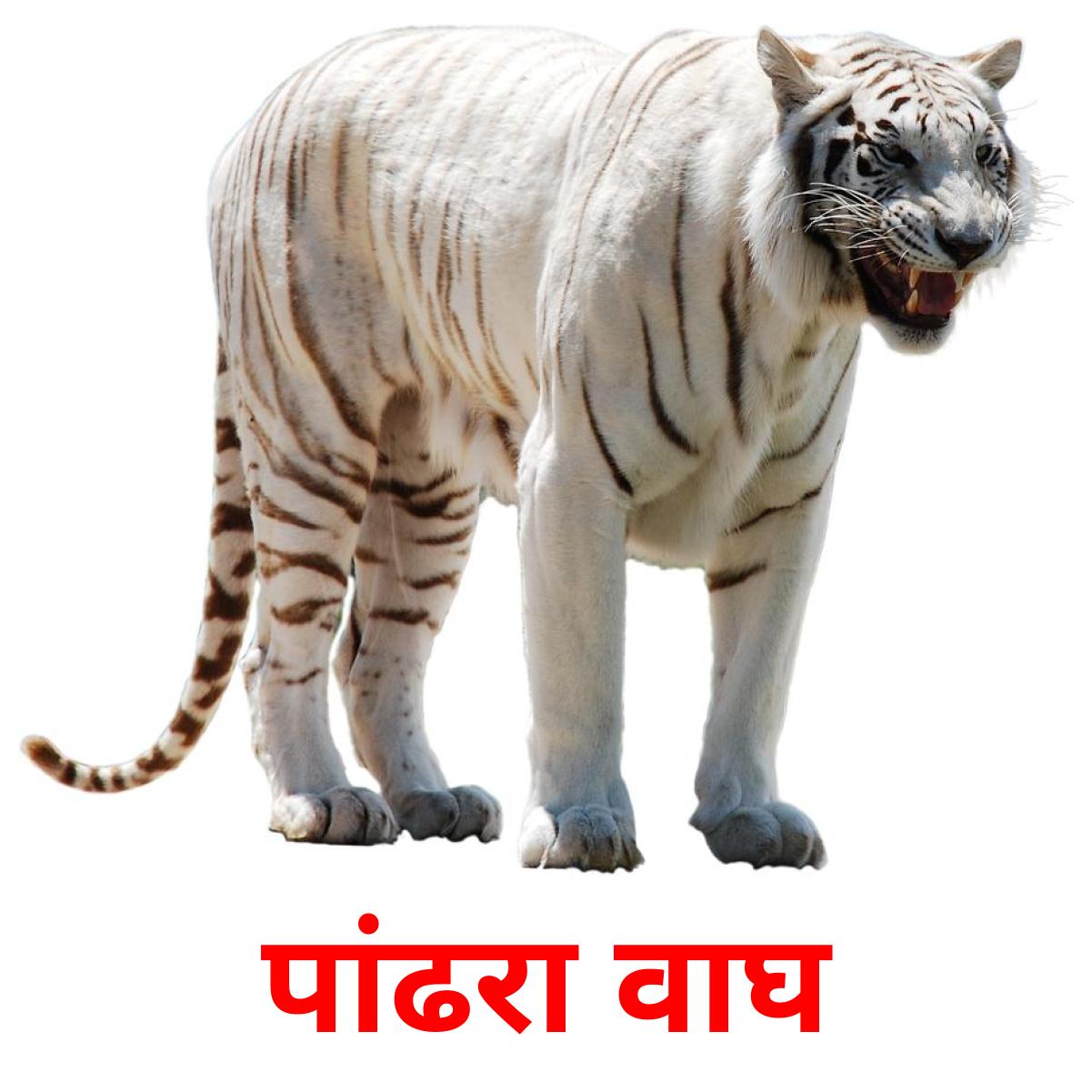 22 Printable Jungle animals Flashcards in Marathi (Free PDF)