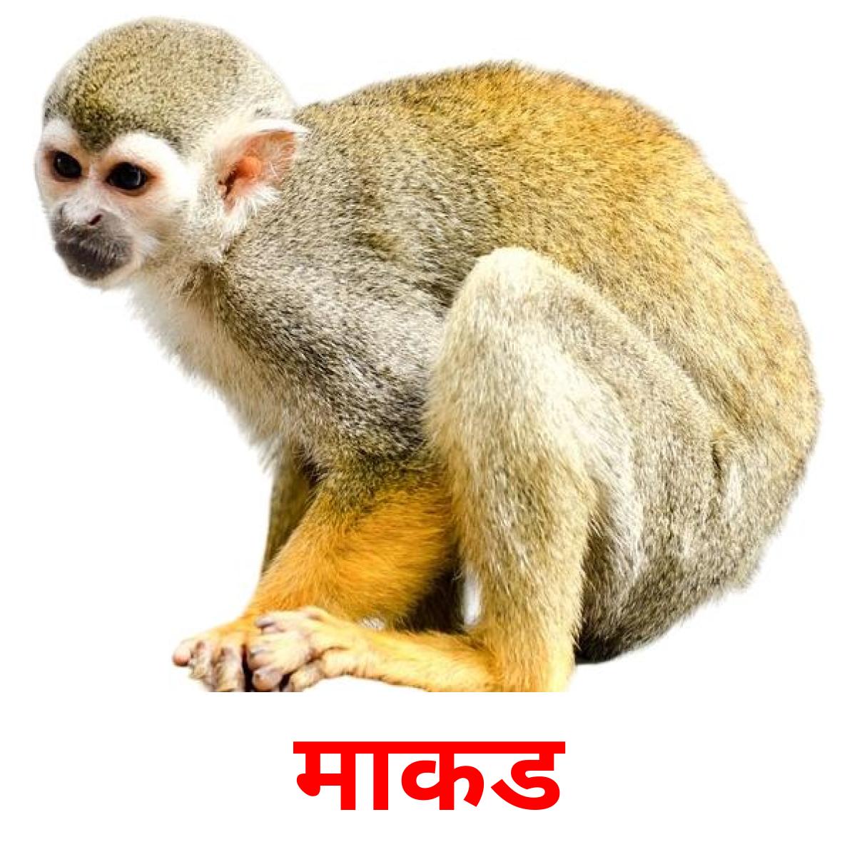22 Printable Jungle animals Flashcards in Marathi (Free PDF)