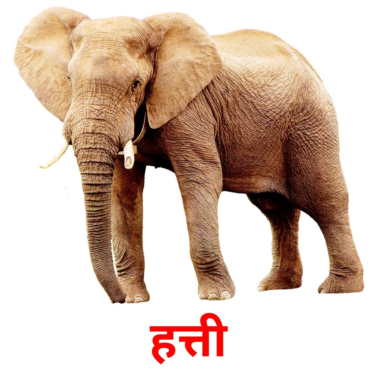 22 Printable Jungle animals Flashcards in Marathi (Free PDF)