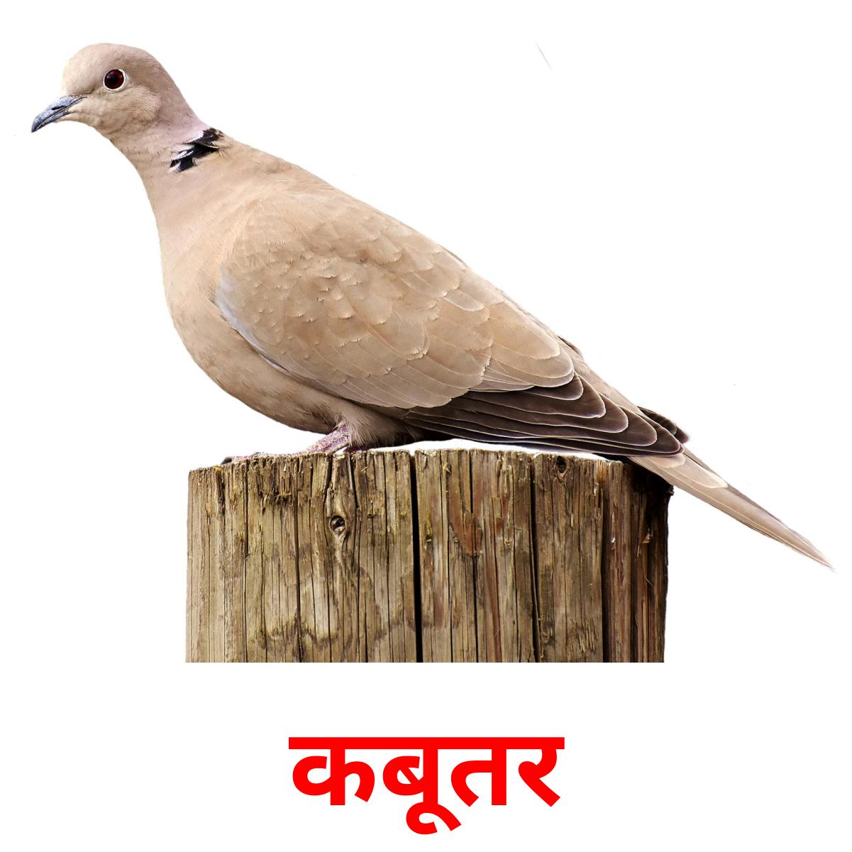 19 Printable Wild birds Flashcards in Marathi (Free PDF)