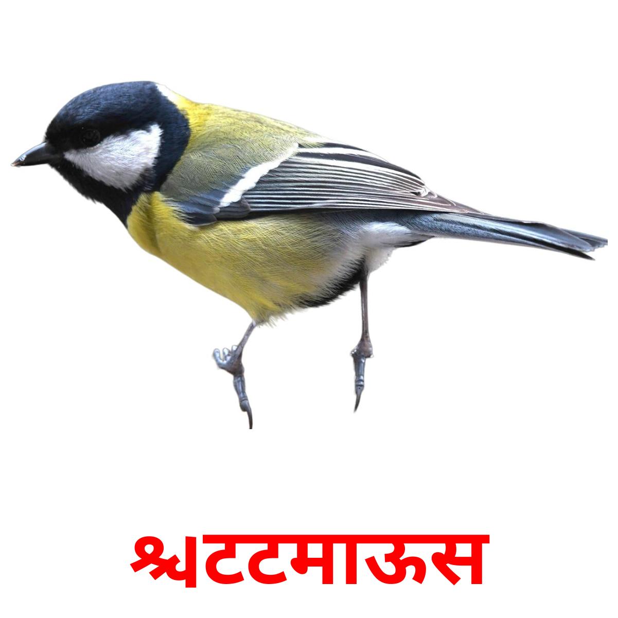 19 Printable Wild birds Flashcards in Marathi (Free PDF)