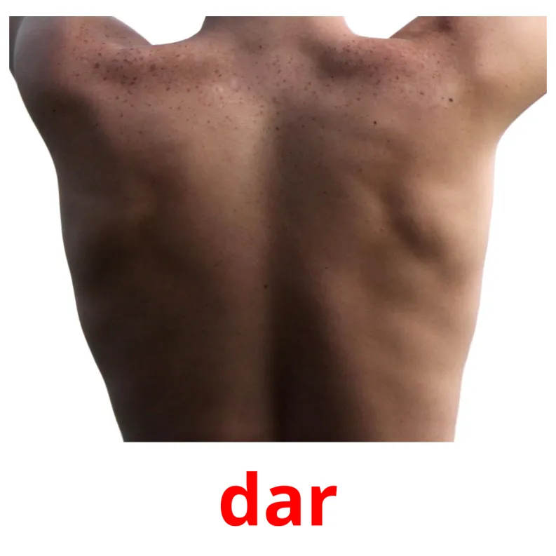 26 FREE Body Parts Flashcards | PDF | Maltese Words