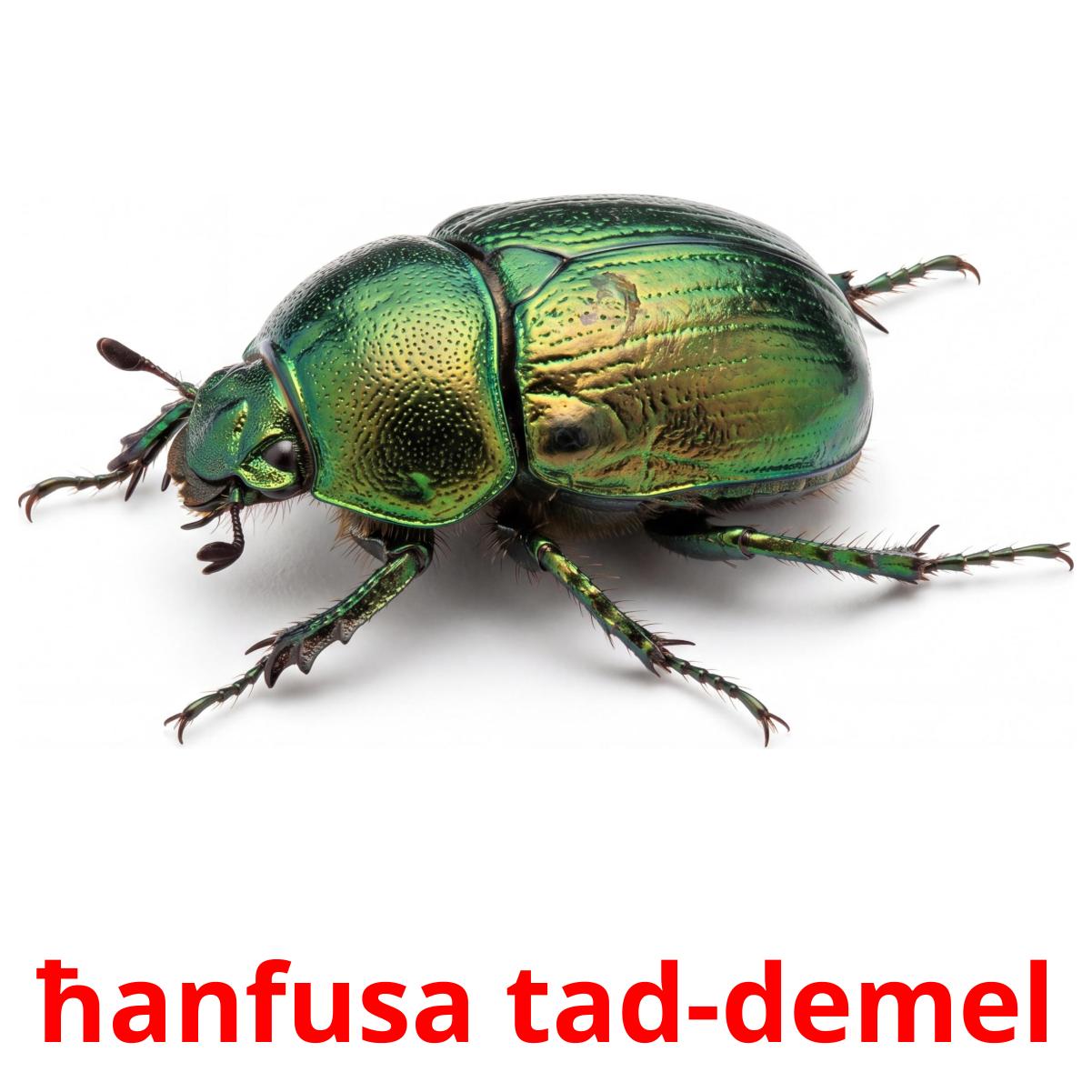 24 Tarjetas de Aprendizaje de Insectos GRATIS en PDF | Imágenes en Maltés