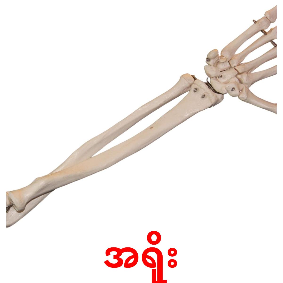 26 Printable Body Parts Flashcards in Burmese (Free PDF)