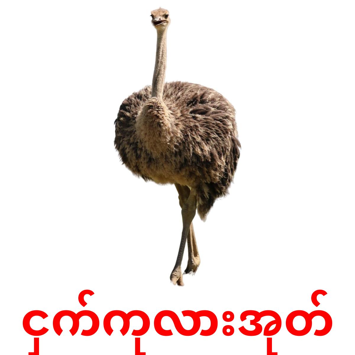 12 Printable Farm birds Flashcards in Burmese (Free PDF)