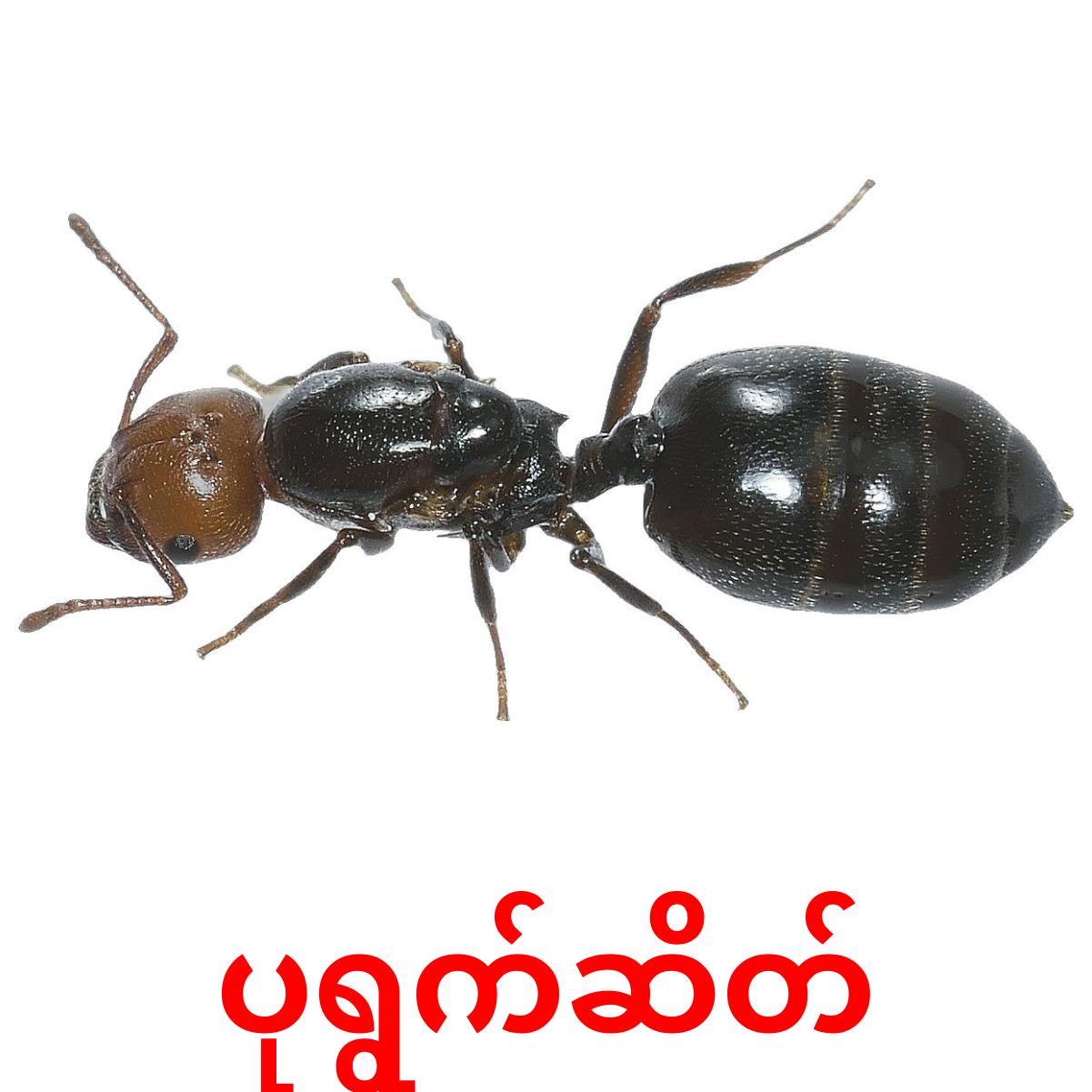 24 Printable Insects Flashcards in Burmese (Free PDF)
