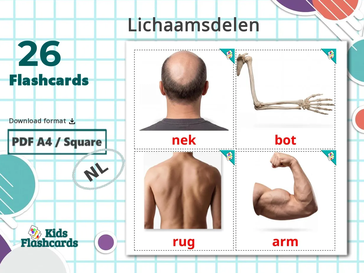 26 Printable Body Parts Flashcards in Dutch (Free PDF)