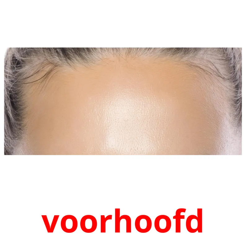 20 FREE Face Flashcards | PDF | Dutch Words