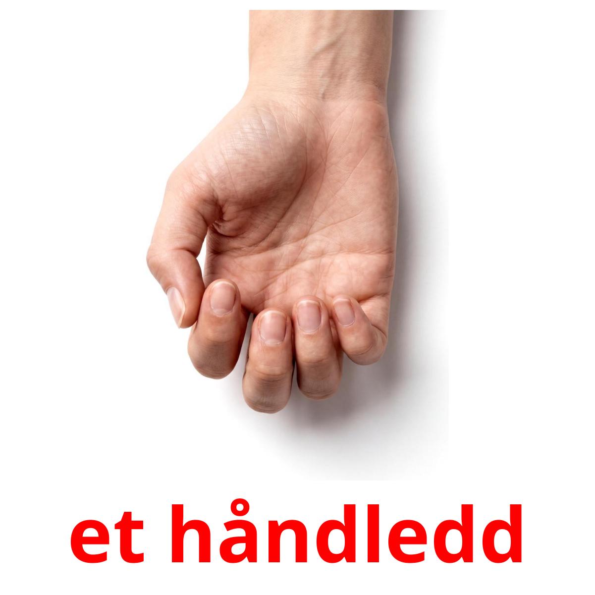 26 GRATIS Kroppsdeler bildekort i 4 PDF-formater | bilder på Norsk
