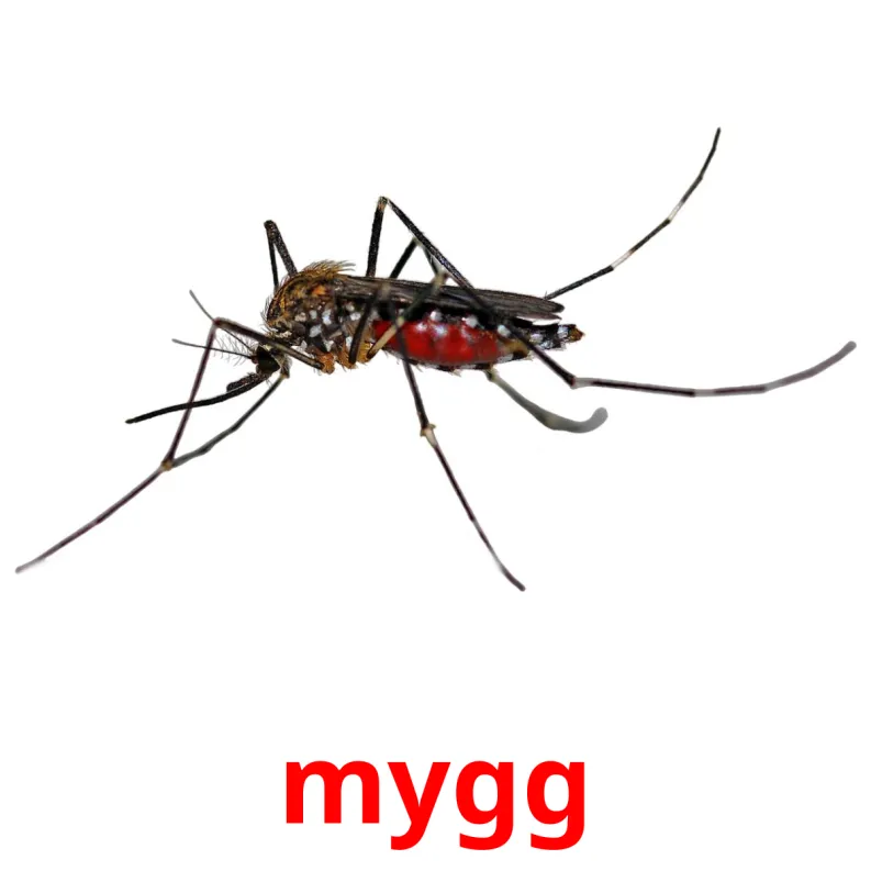 23 FREE Insects Flashcards | PDF | Norwegian Words