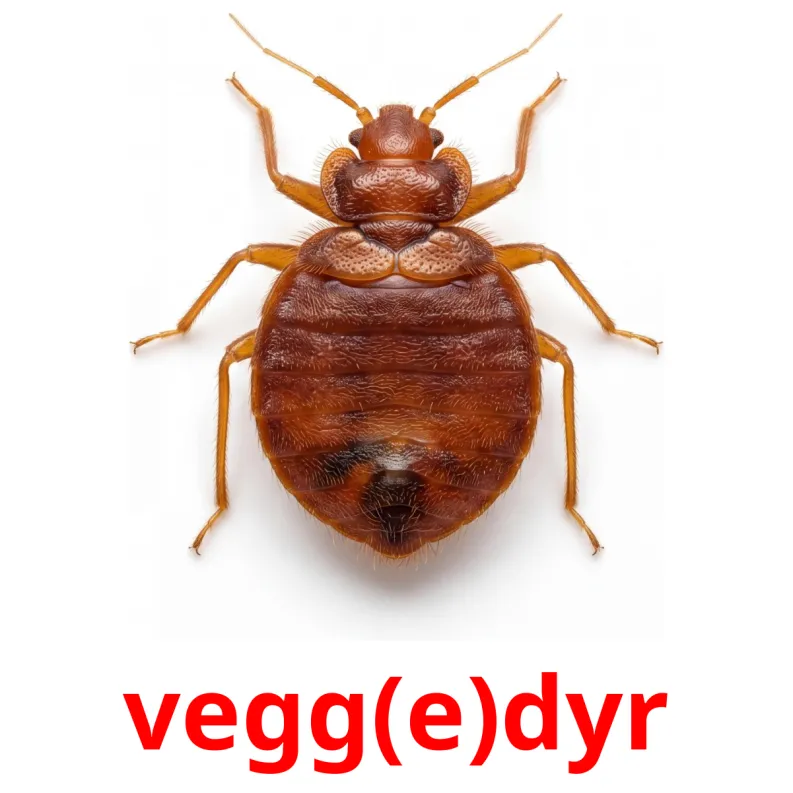 23 FREE Insects Flashcards in PDF | Norwegian Pictures