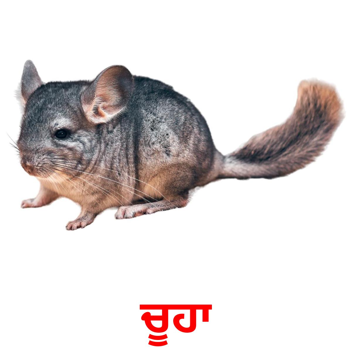 11 Printable Domestic animals Flashcards in Punjabi(Gurmukhi) (Free PDF)