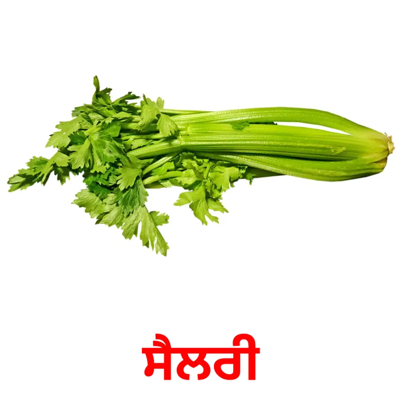29 FREE Vegetables Flashcards | PDF | Punjabi(Gurmukhi) Words