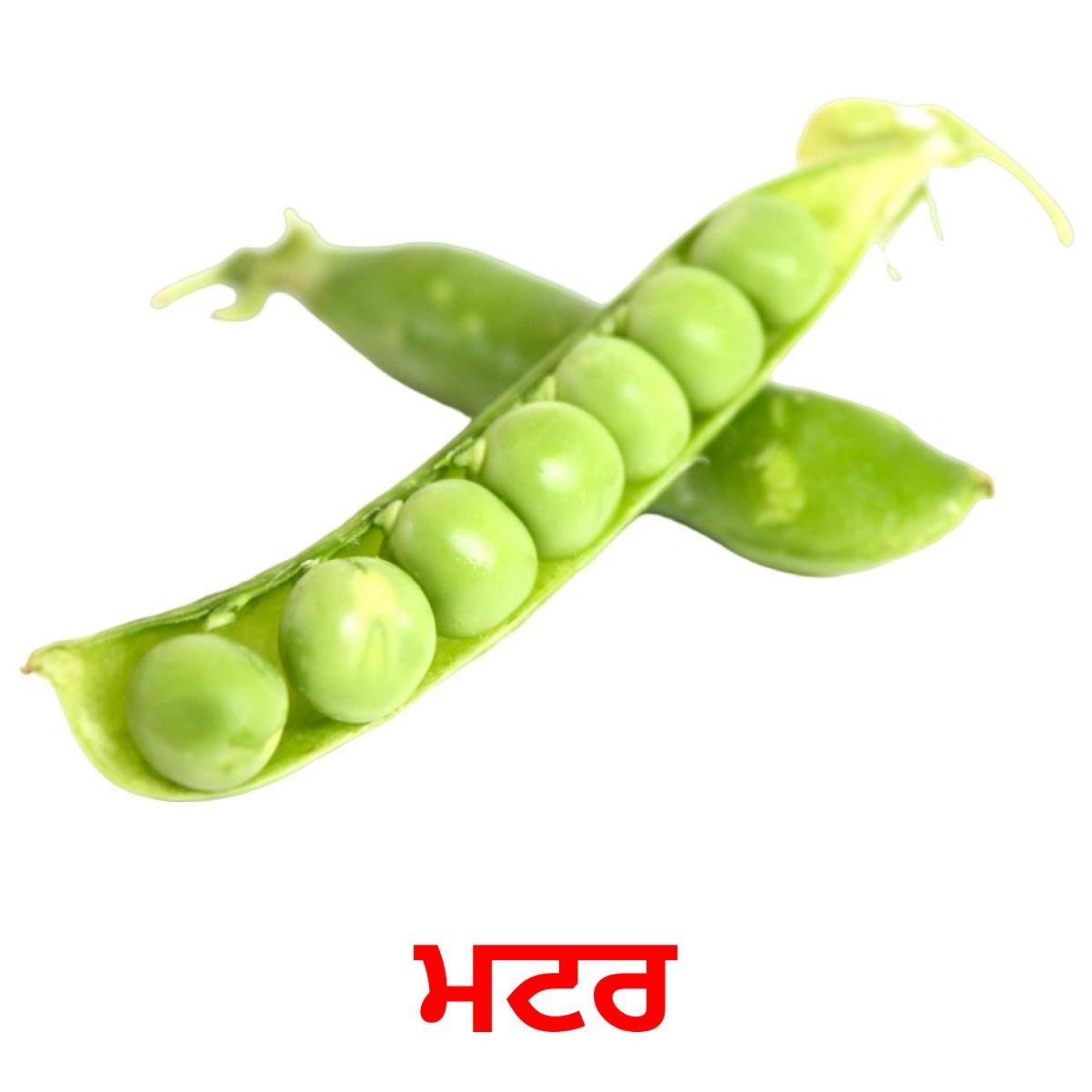 30 Printable Vegetables Flashcards in Punjabi(Gurmukhi) (Free PDF)
