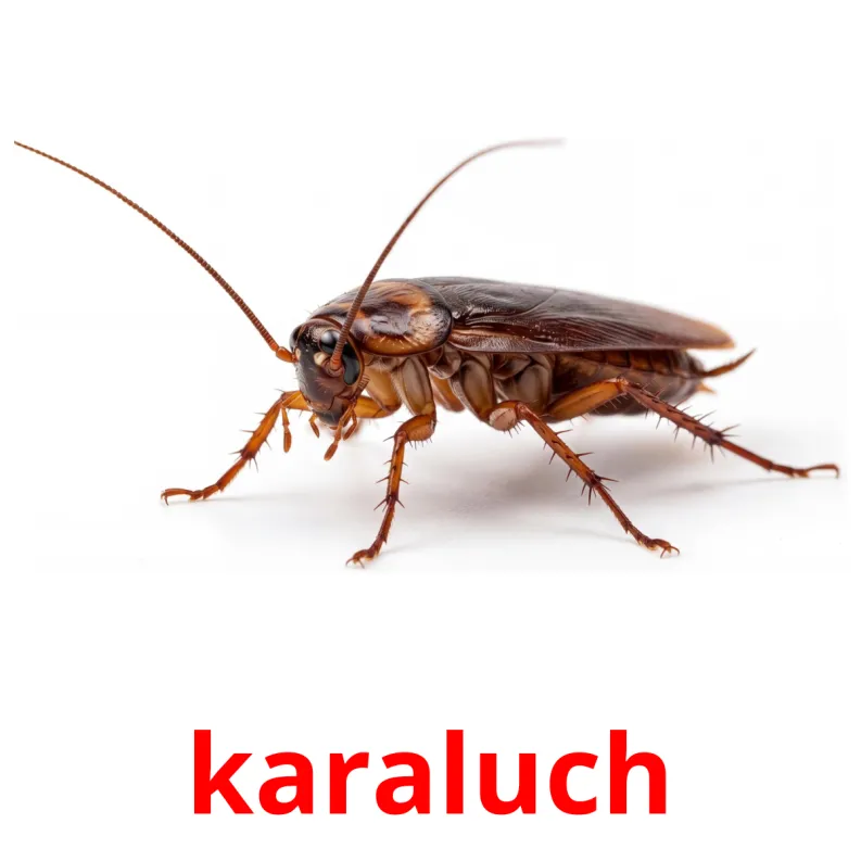 23 GRATIS Insecten Flashcards in 4 PDF formaten | Polish Afbeeldingen