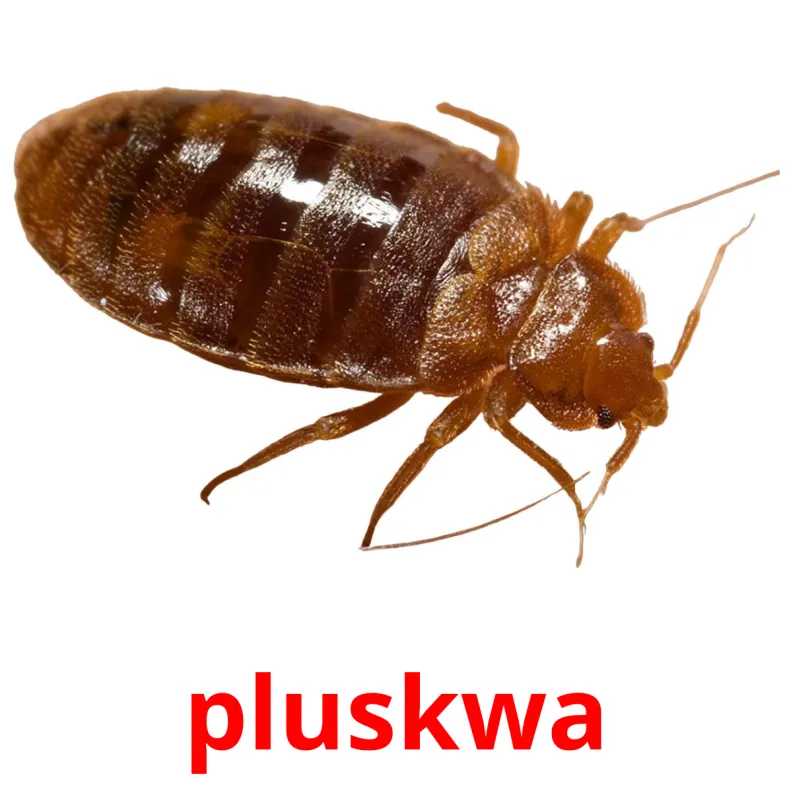 23 FREE Insects Flashcards | PDF | Polish Words