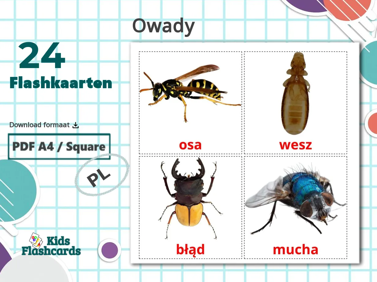24 GRATIS Insecten Flashcards in 4 PDF formaten | Polish Afbeeldingen