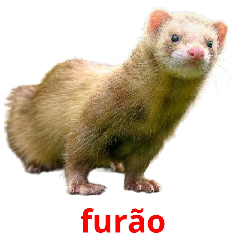 22 FREE Forest animals Flashcards | PDF | Portuguese Words