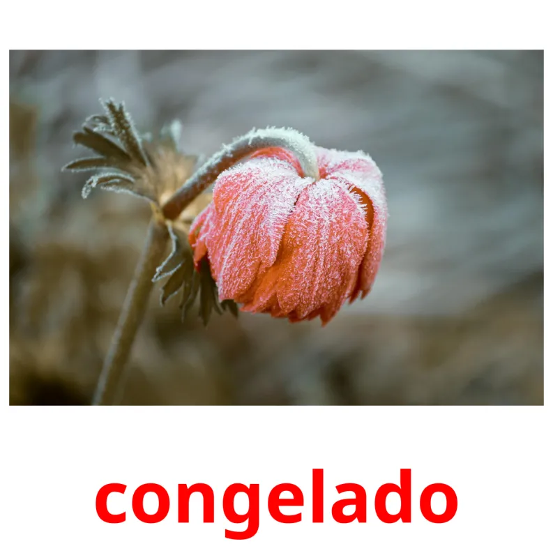31 FREE Weather Flashcards | PDF | Portuguese Words