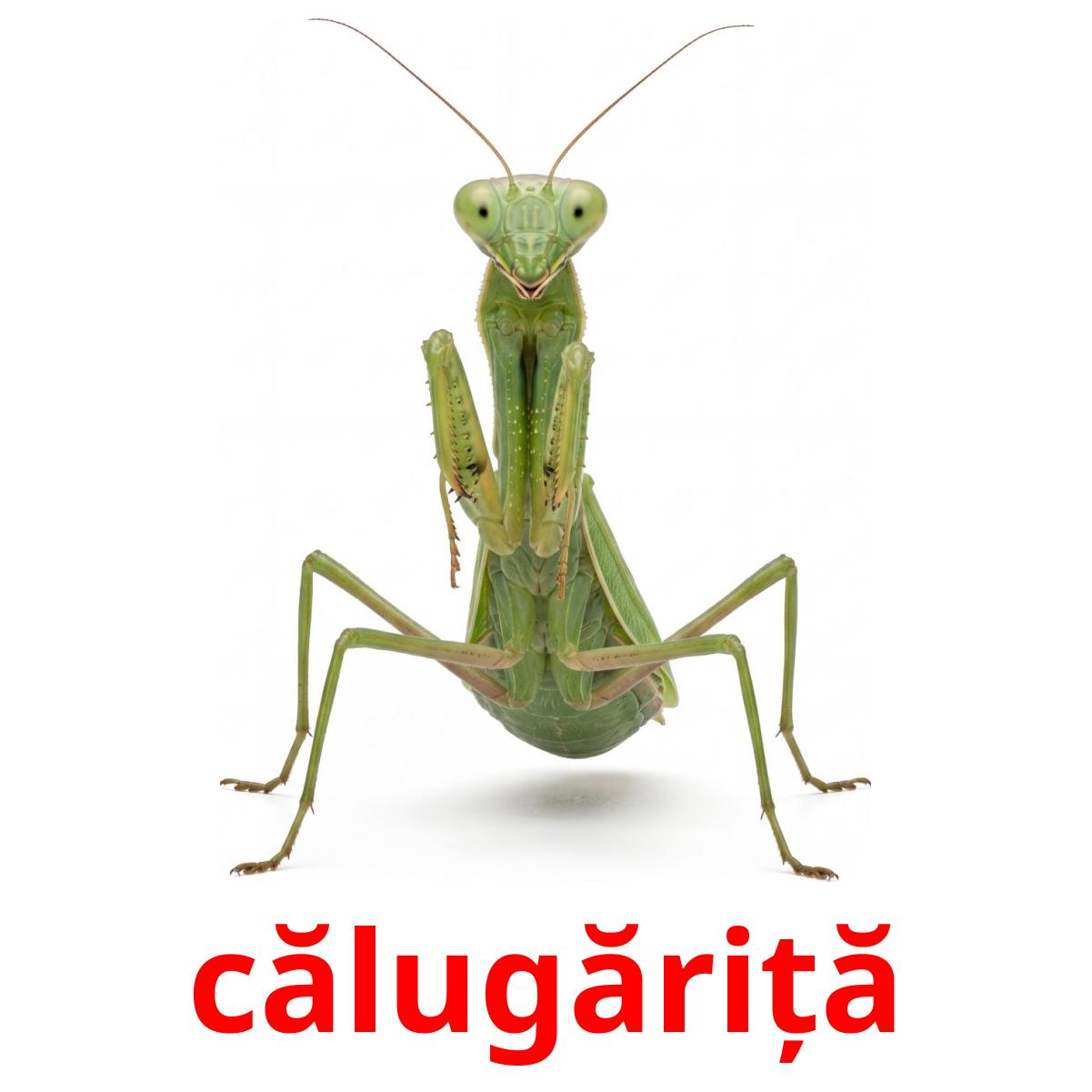 24 Printable Insects Flashcards in Romanian (Free PDF)