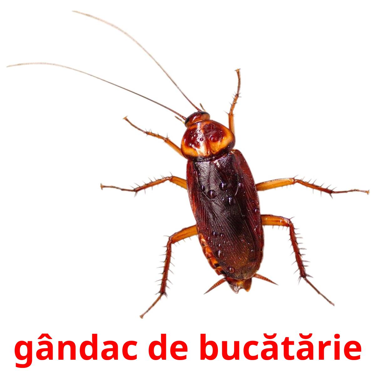24 Printable Insects Flashcards in Romanian (Free PDF)