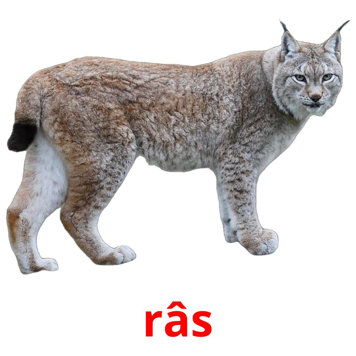 23 Printable Forest animals Flashcards in Romanian (Free PDF)