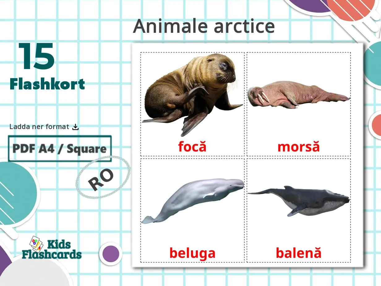 15 GRATIS Arktiska djur bildkort i 4 PDF-format | Rumänska bilder