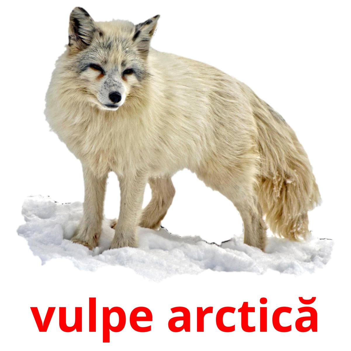 15 Printable Arctic animals Flashcards in Romanian (Free PDF)