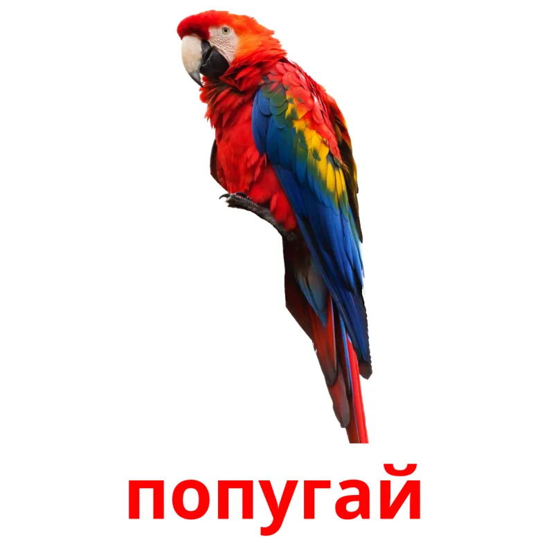 10 FREE Domestic animals Flashcards | PDF | Russian Words