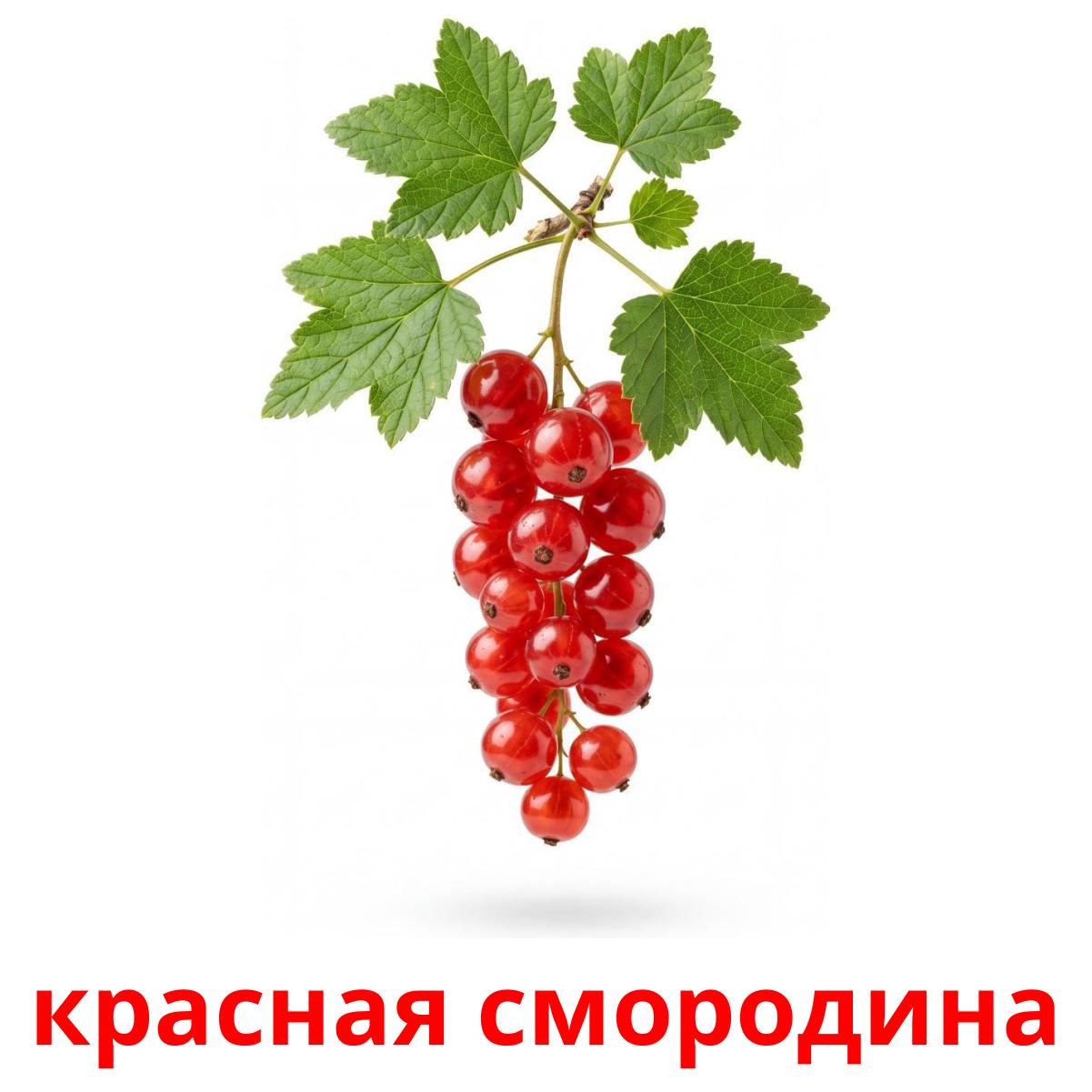 12 Printable Berries Flashcards in Russian (Free PDF)